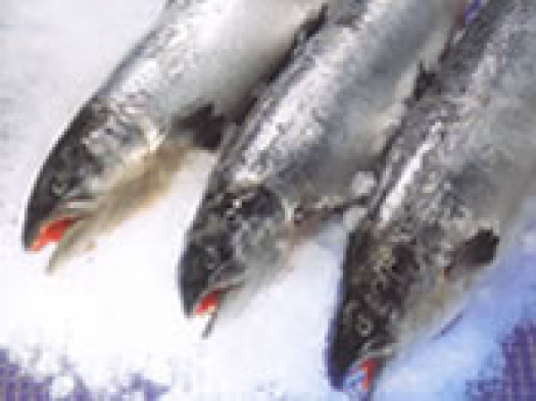 Nuevo Servicio 'Neptune Express' para carga refrigerada - MundoMaritimo