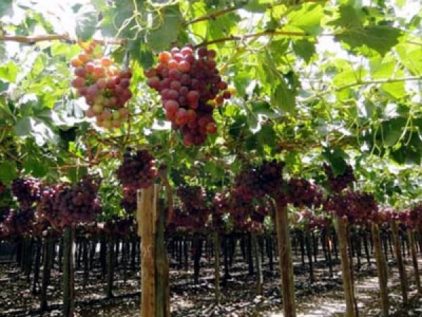 Al menos un millón de cajas de uva de mesa se perderán en Atacama esta ...